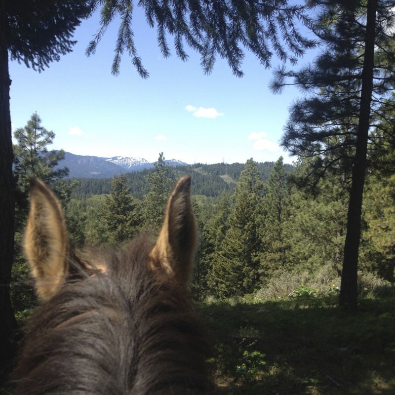 Home Page | Washington State Horse Park